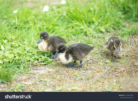 Cayuga Duck Ducklings