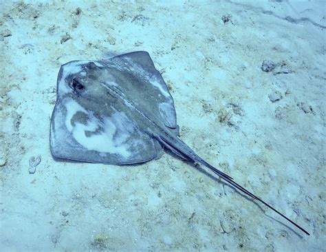 Sandy Ray Photograph By Michelle Nelson Fine Art America