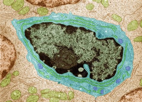 Cell Structure Tem Stock Image C0510450 Science Photo Library