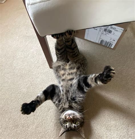 More Of Paisley The Upside Down Kitty Rstraightenedfeetsies