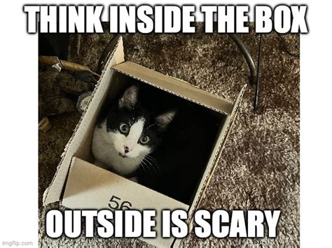Memes Cat Box I Cant Stop Help Capcut Memes Kittensoftiktok