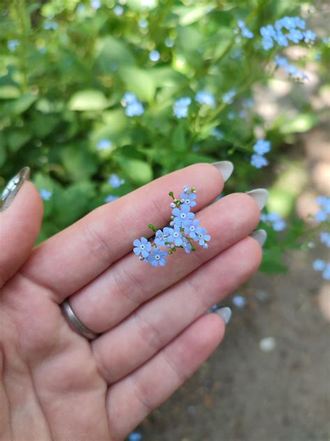 Tiny Forget Me Not Flowers Rflowers