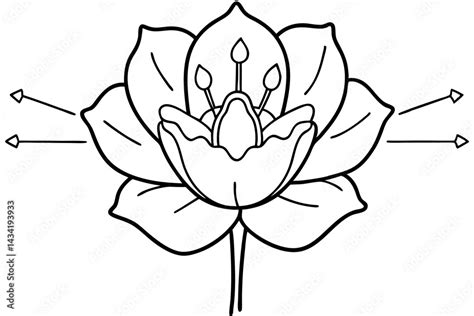 Labeled Flower Anatomy Diagram Botanical Vector Stock Vector Adobe