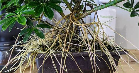 Dwarf Schefflera Aerial Roots Album On Imgur