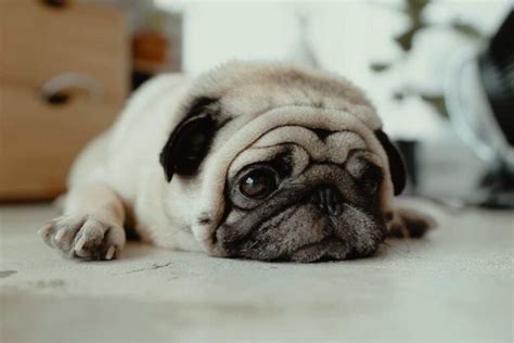 12 Top Pug Sick Symptoms To Lookout For