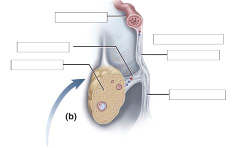Ovary Diagram Quizlet