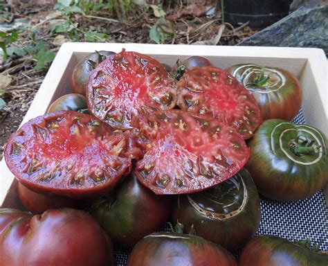 Live Black Krim Tomato Plant 25 Pot Heirloom Delicate Skin Full
