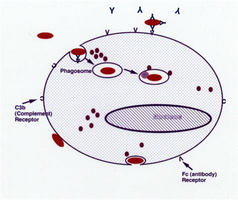 Host Parasite Relationship Ii