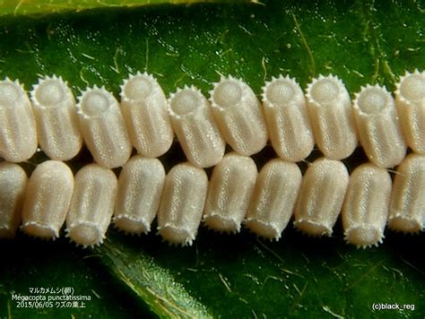 四季折々・散歩中のことども マルカメムシ その2（成虫、卵）