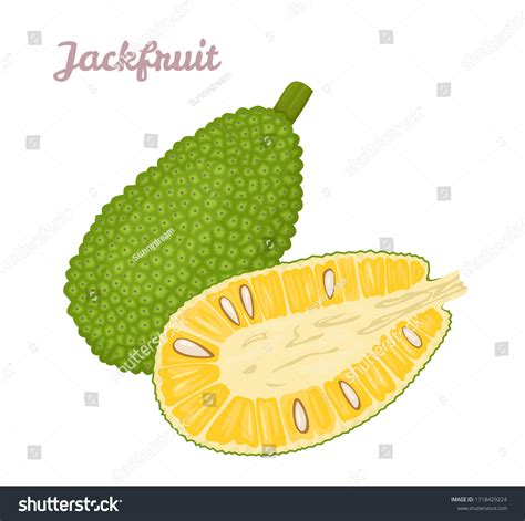 Jackfruit Cartoon Photos And Images