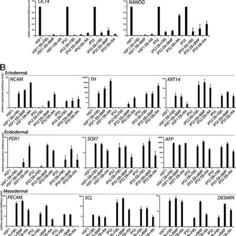 Pluripotency Of Ips Cells And Up Regulation Of Ectodermal Endodermal
