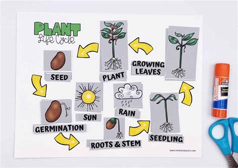 Life Cycle Of Plant For Grade 1