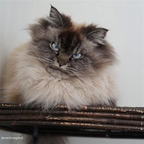 Resting Grump Face Cats That Could Out Grump Grumpy Cat Artofit