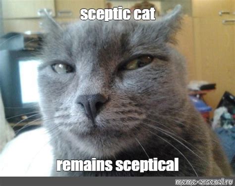 Meme Sceptic Cat Remains Sceptical All Templates Meme