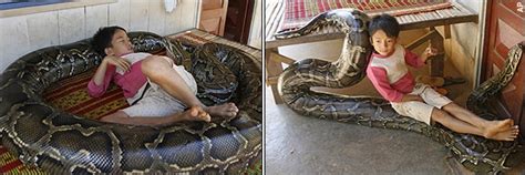 Special Bond Between Boy And 5m Python