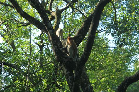Proboscis Monkeys Are Long Nosed Monkeys With Reddish Brown Hair And