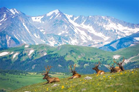 Wildlife In Colorado Types Of Coloradan Animals A Z Animals