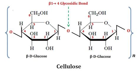 Polysaccharide Structure Amylose Molecule It Is A Polysaccharide
