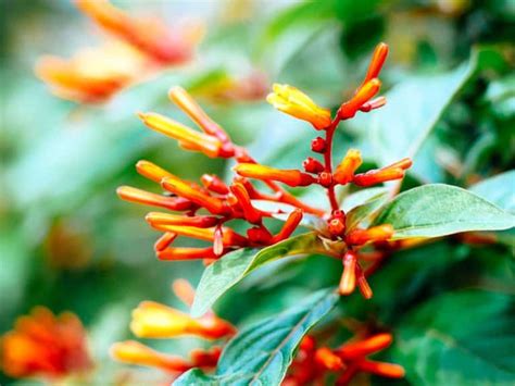 19 Flowers That Hummingbirds Love Plant These In Your Garden