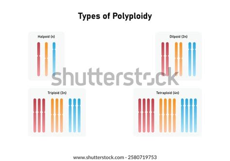 Types Polyploidy Chromosomes Science Design Vector Stock Vector