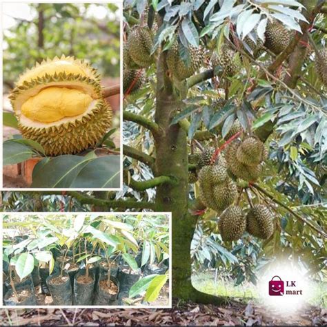 Grafted Durian Fruit Plants For Your Garden Natural Plants Darazlk