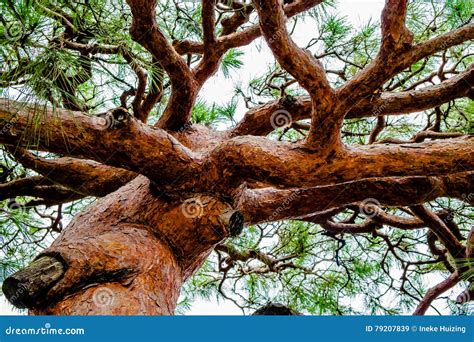 Gnarly Old Tree Stock Image Image Of Overhead Daylight 79207839