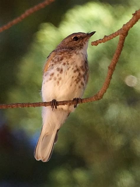 Jacky Winter Canberra Birds