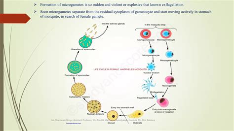Sexual Life Cycle Of Plasmodium Vivax Copypptx