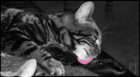 Fenya By Swisschees On Deviantart