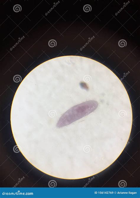 Paramecium Under Microscope 100x Paramecium Single Cell Organisms