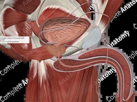 Prostate Gland Lobes