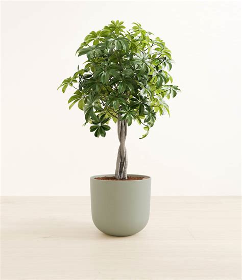Large Schefflera Tree Form Plant For Sale Easyplant