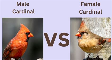 Male Cardinal Vs Female Cardinal Lets Tell The Differences Birds E