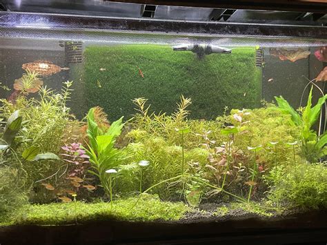 Algae Wall Coming Along Nicely Raquariums