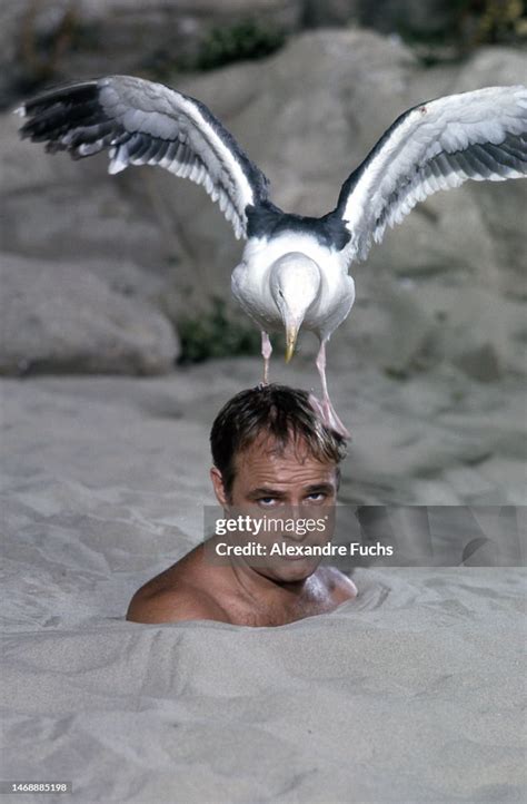 Actor Marlon Brando Buried In The Beach With A Seagull On His Head
