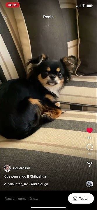 Tik Tok Tiktok Pensamento De Um Cachorrinho Chihuahua Chiuaua Maltes