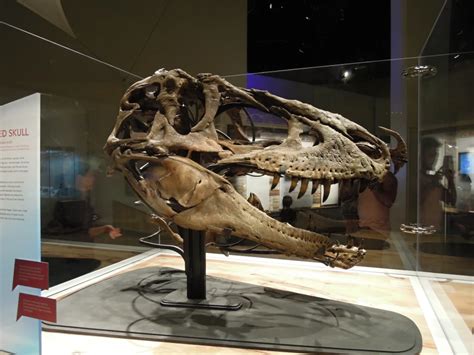 All About Daspletosaurus