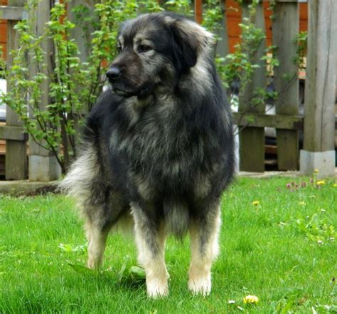 Karst Shepherd Breed Guide Learn About The Karst Shepherd