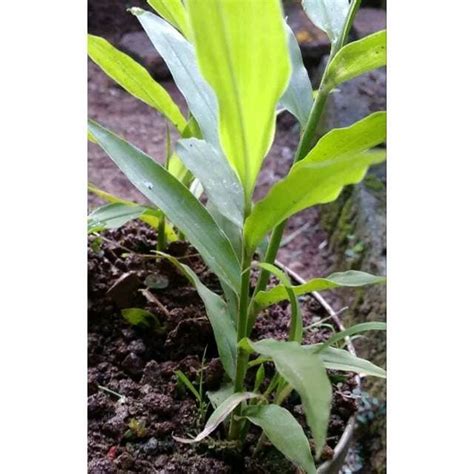 Jual Bibit Tanaman Bangle Atau Bengle Panglai Shopee Indonesia