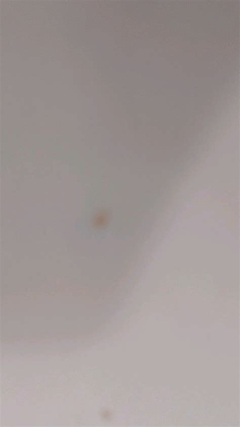 Tf Is This Thing R Insect