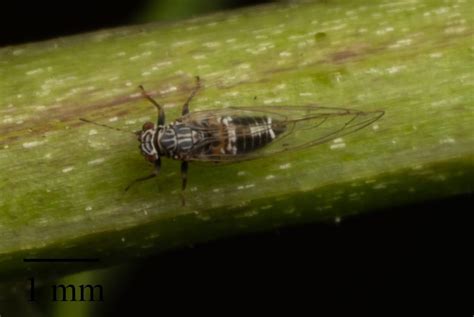 Bactericera Cocker Monitoreo Y Predicción En Tus Cultivos Futurcrop