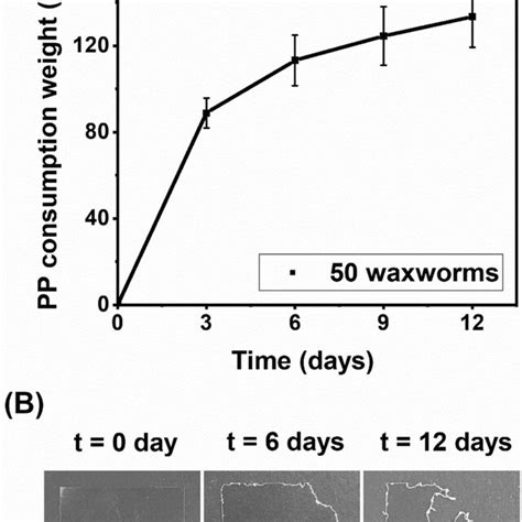 Biodegradation Of Pp Sheets By B Cereus And The Gut Microbiota A The