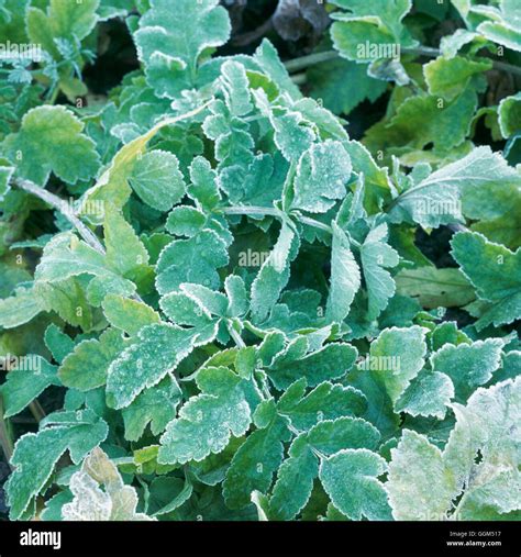 Frost On Parsnip Foliage SSF Stock Photo Alamy