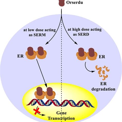 Synthetic Scheme For Elacestrant Download Scientific Diagram