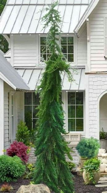 Cedar Miles High Deodar Or Himalayan Glover Nursery