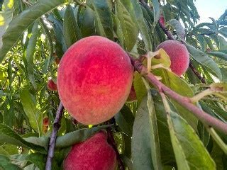 Peach Trees Trees Of Antiquity