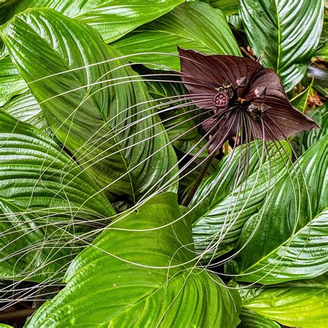 Black Bat Flower Seeds Flower Seeds Eden Brothers