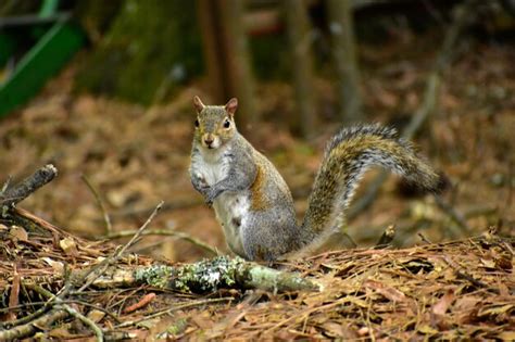 Premium Photo Squirrel Facing Camera