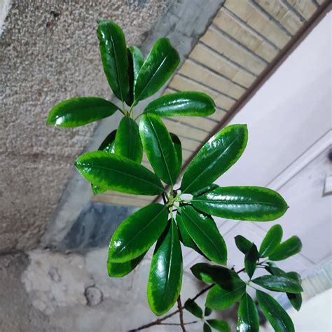 خرید و قیمت درخت فوتونیا سه رنگ از غرفه گلخانه باغ بهشت