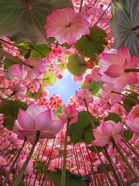 Fatima 💝🌸💞💝🌸💞💝🌸💞💝 Beautiful Flowers🌹💐☘️🦜🍁 Facebook 花 イラスト 美しい花